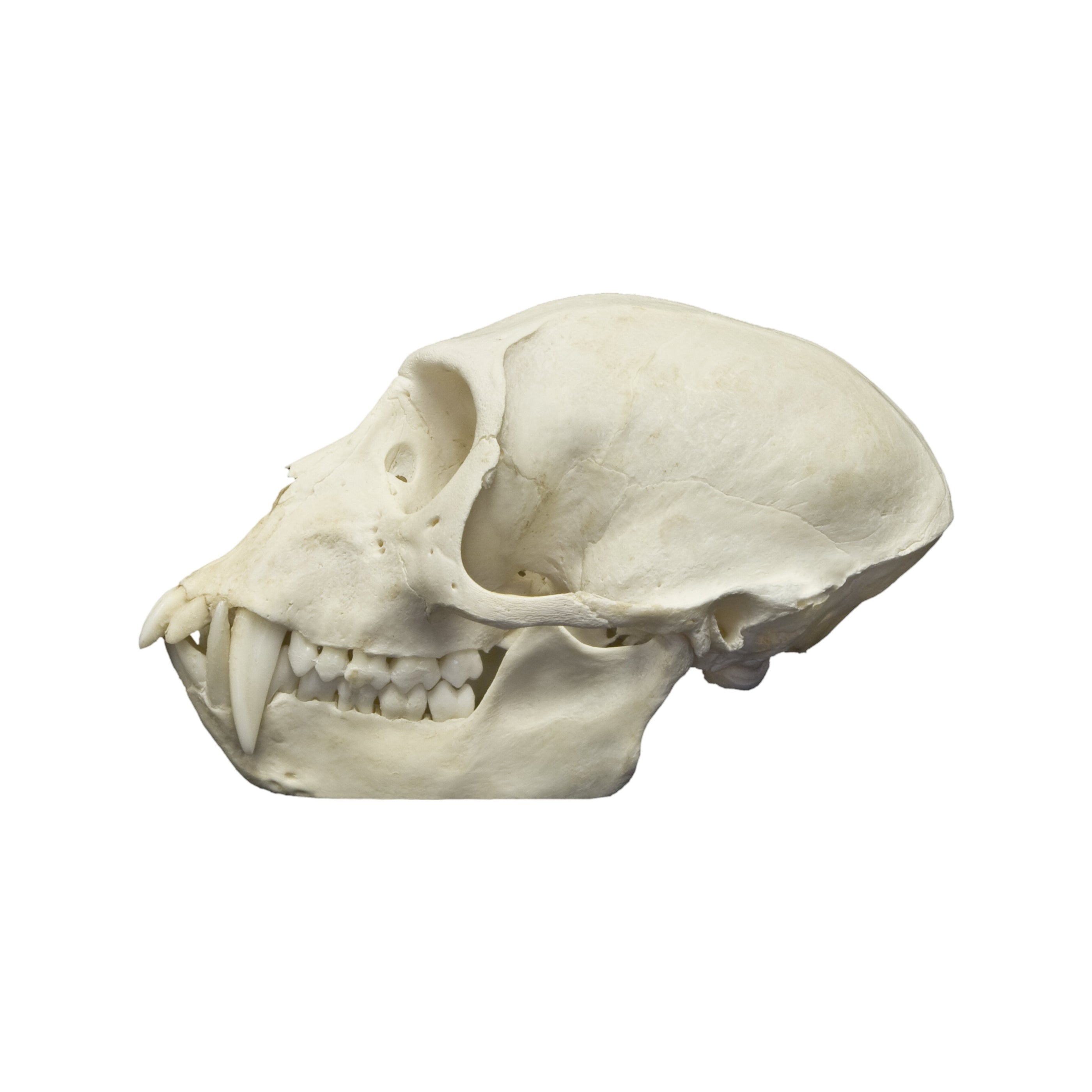 Real Vervet Monkey Skull (Male) For Sale — Skulls Unlimited ...