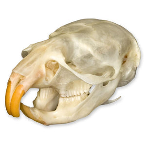 Real Vole Skull — Skulls Unlimited International, Inc.