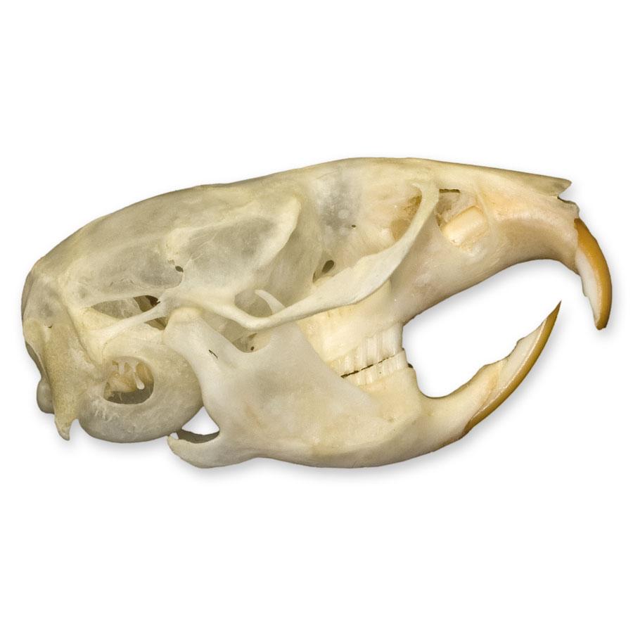 Rodent Skull