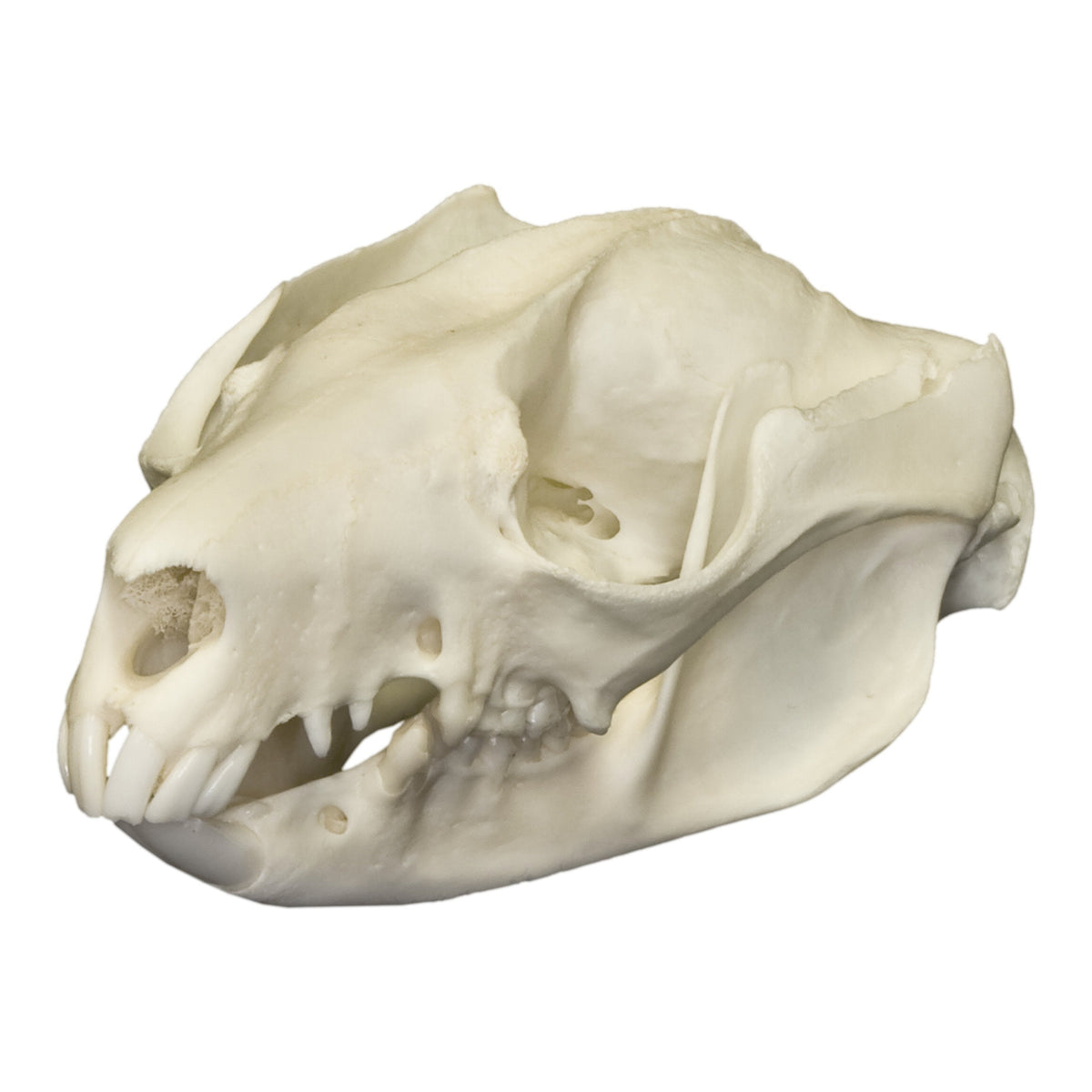 Opossum Skull Anatomy