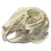 Real Cottontail Rabbit Skull For Sale — Skulls Unlimited International ...