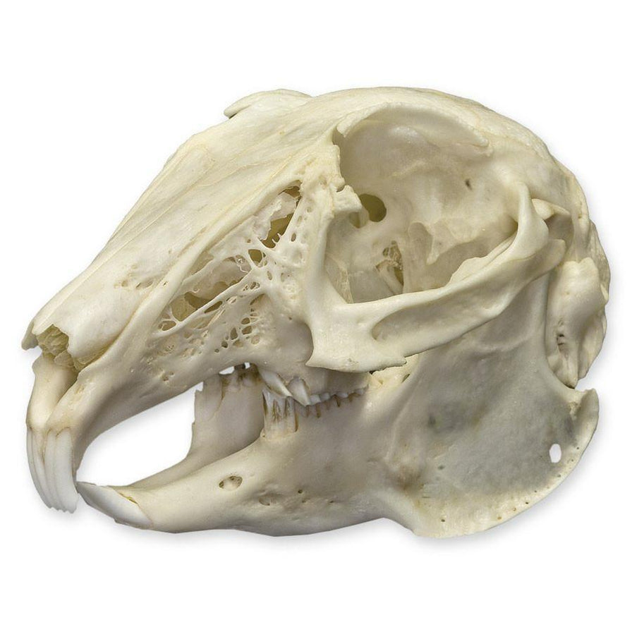 Real Cottontail Rabbit Skull For Sale — Skulls Unlimited International ...