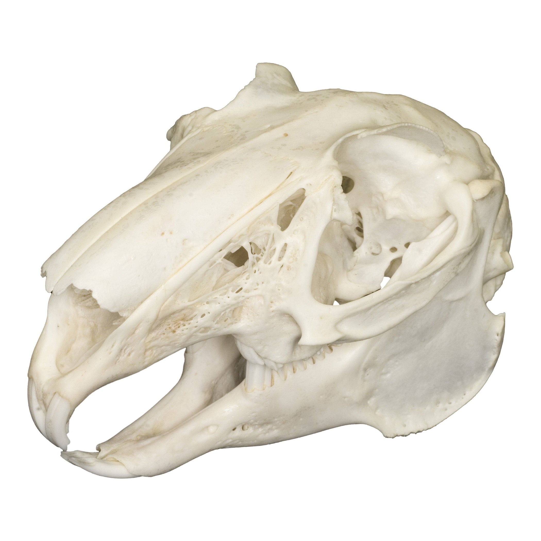 Real Jackrabbit Skull For Sale — Skulls Unlimited International, Inc.