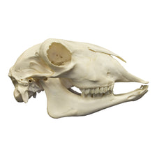 Real Sheep Skull — Skulls Unlimited International, Inc.