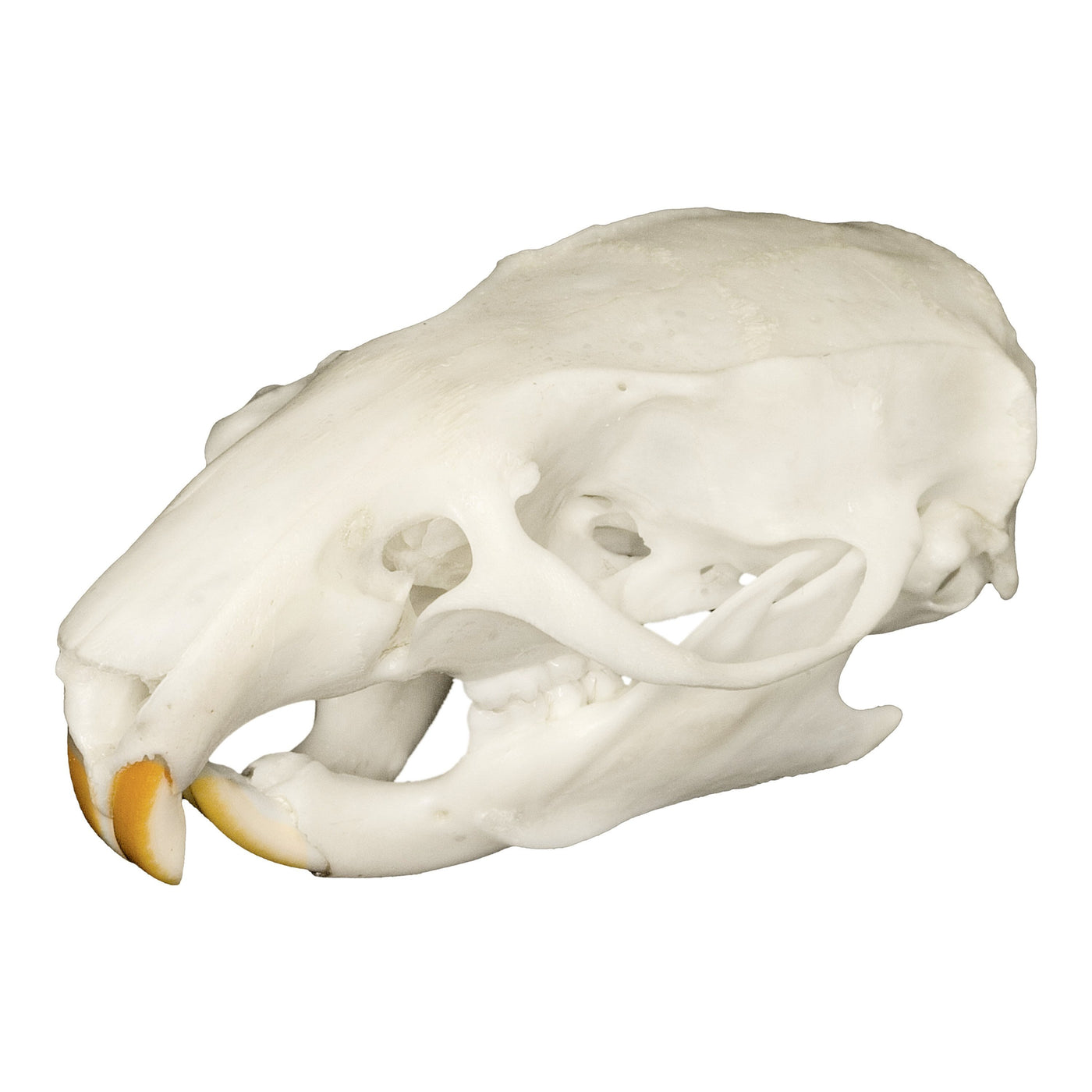 Real Rat Skull For Sale — Skulls Unlimited International, Inc.