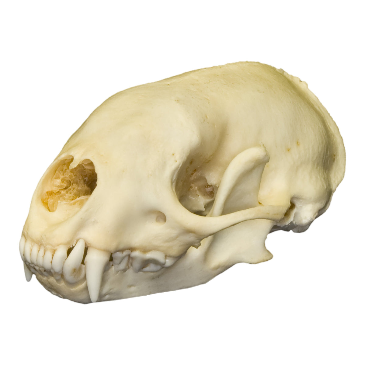 Real Hog-nosed Skunk Skull For Sale — Skulls Unlimited International, Inc.