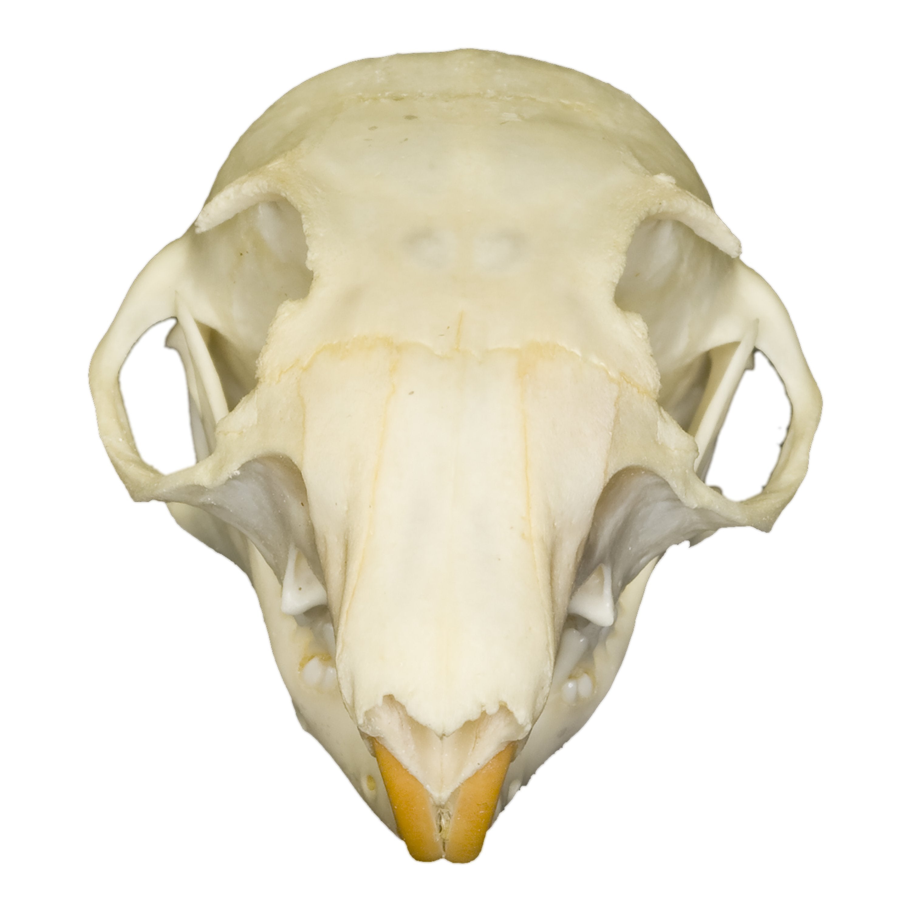 Eastern Fox Squirrel Skull