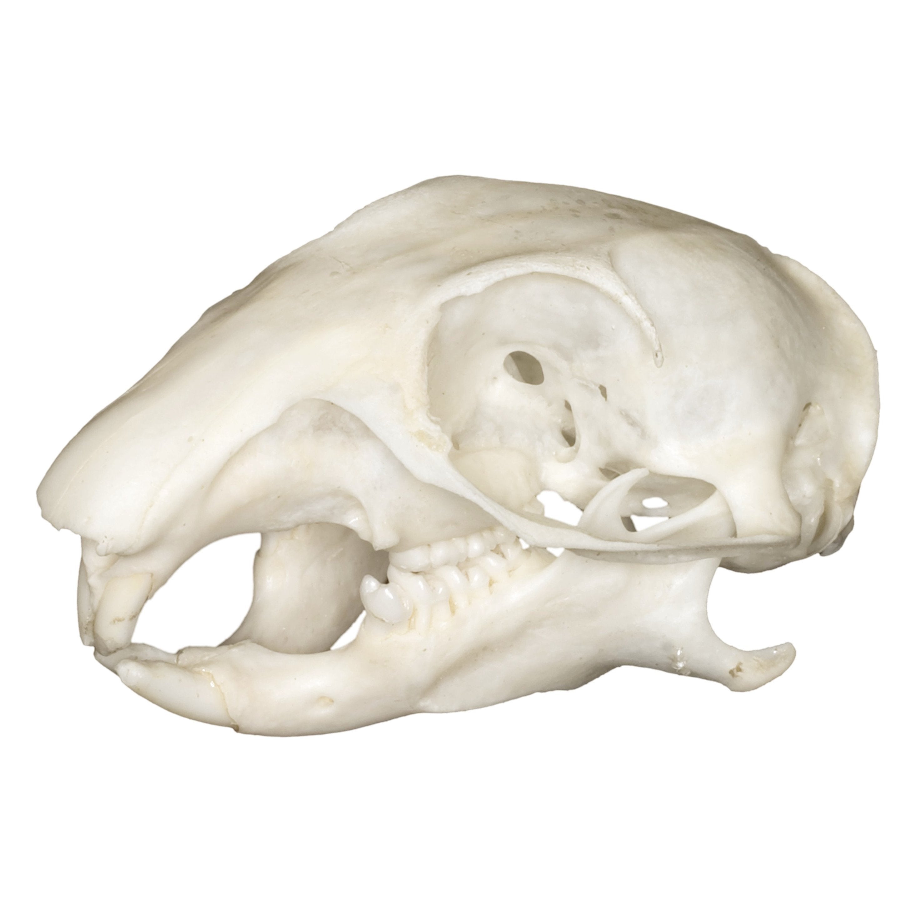 Thirteen Lined Ground Squirrel Skull