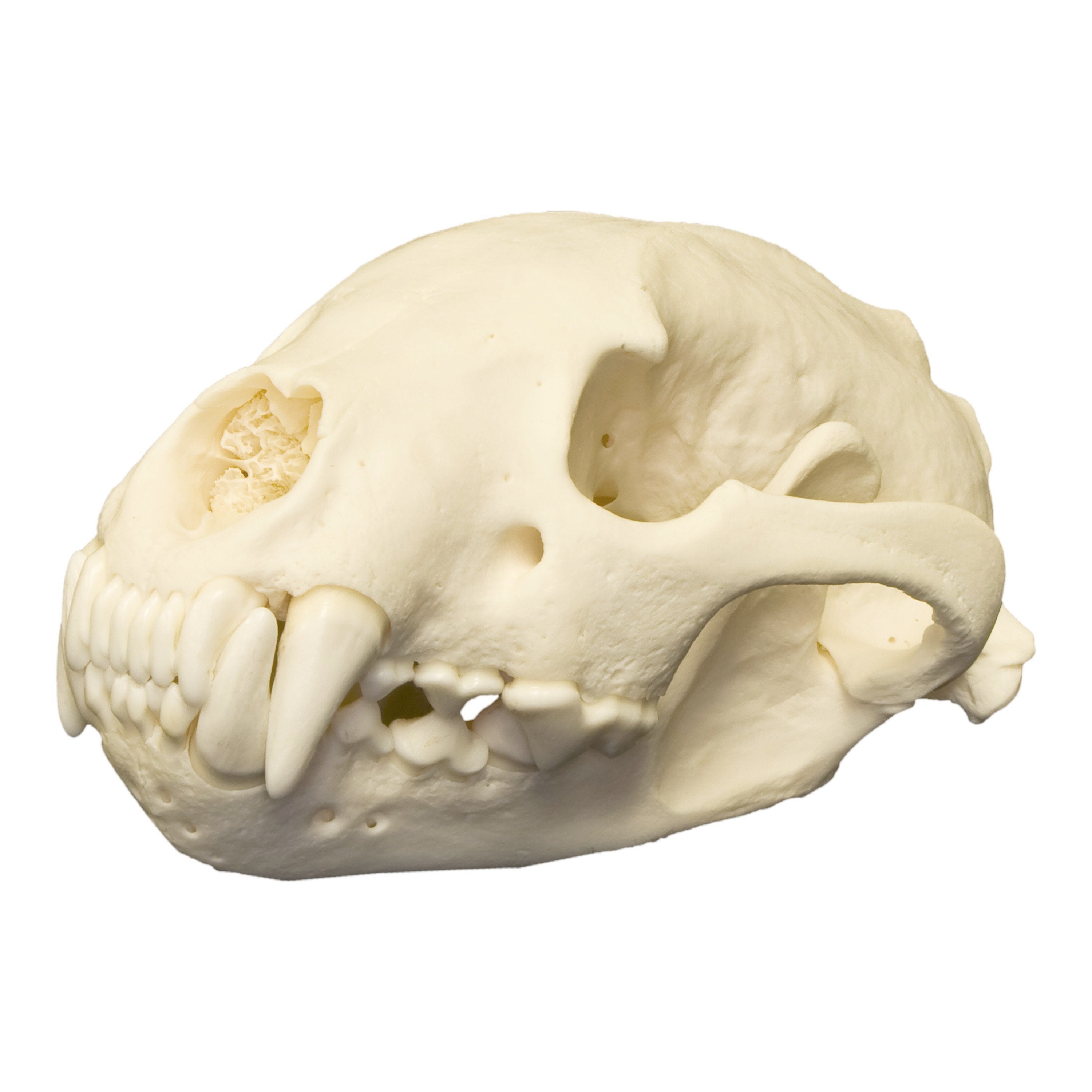Wolverine Skull