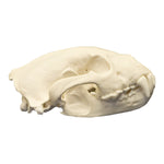 Real Wolverine Skull For Sale — Skulls Unlimited International, Inc.