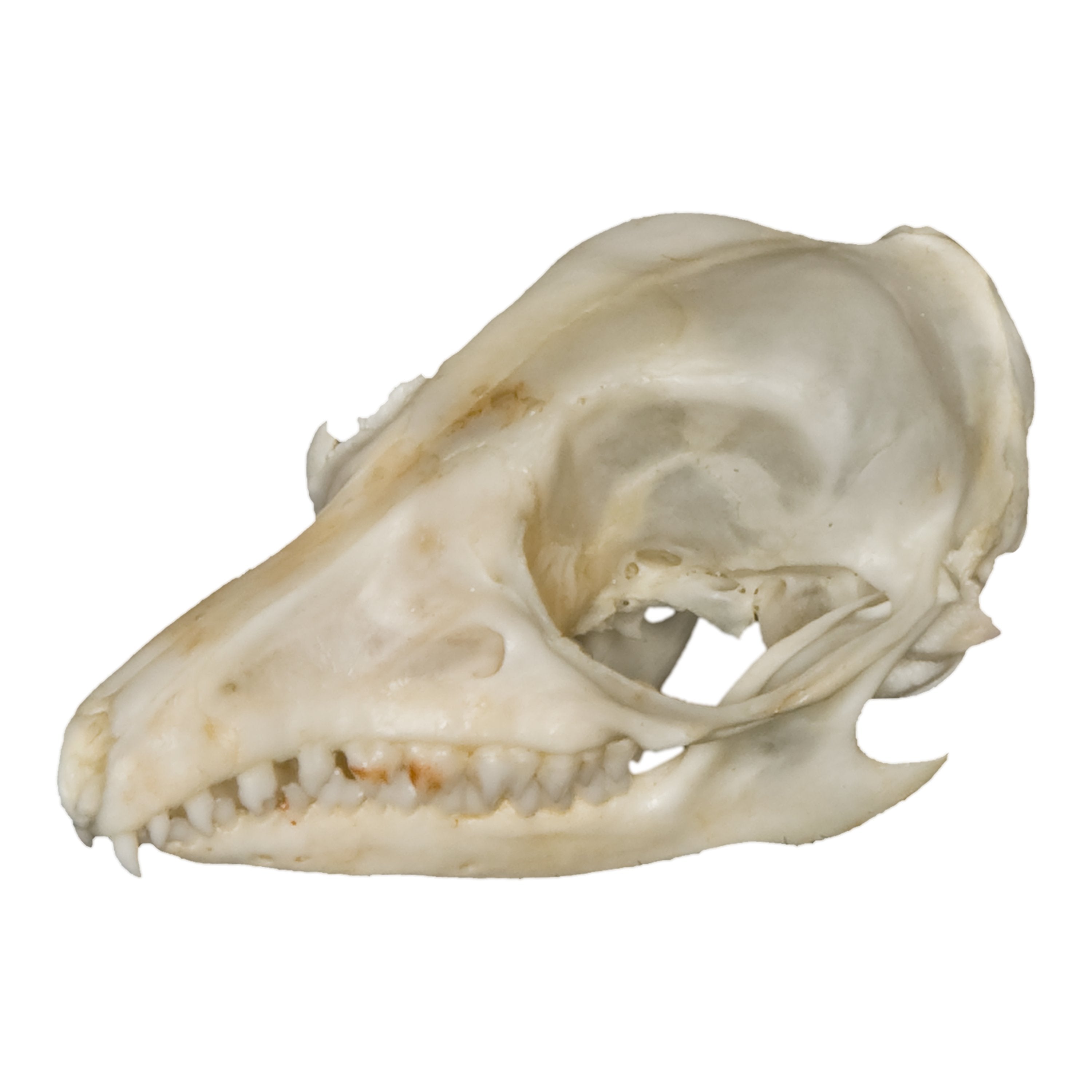 Least Shrew Skull