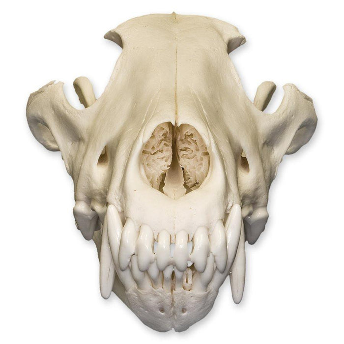 Wolf Skull Anatomy