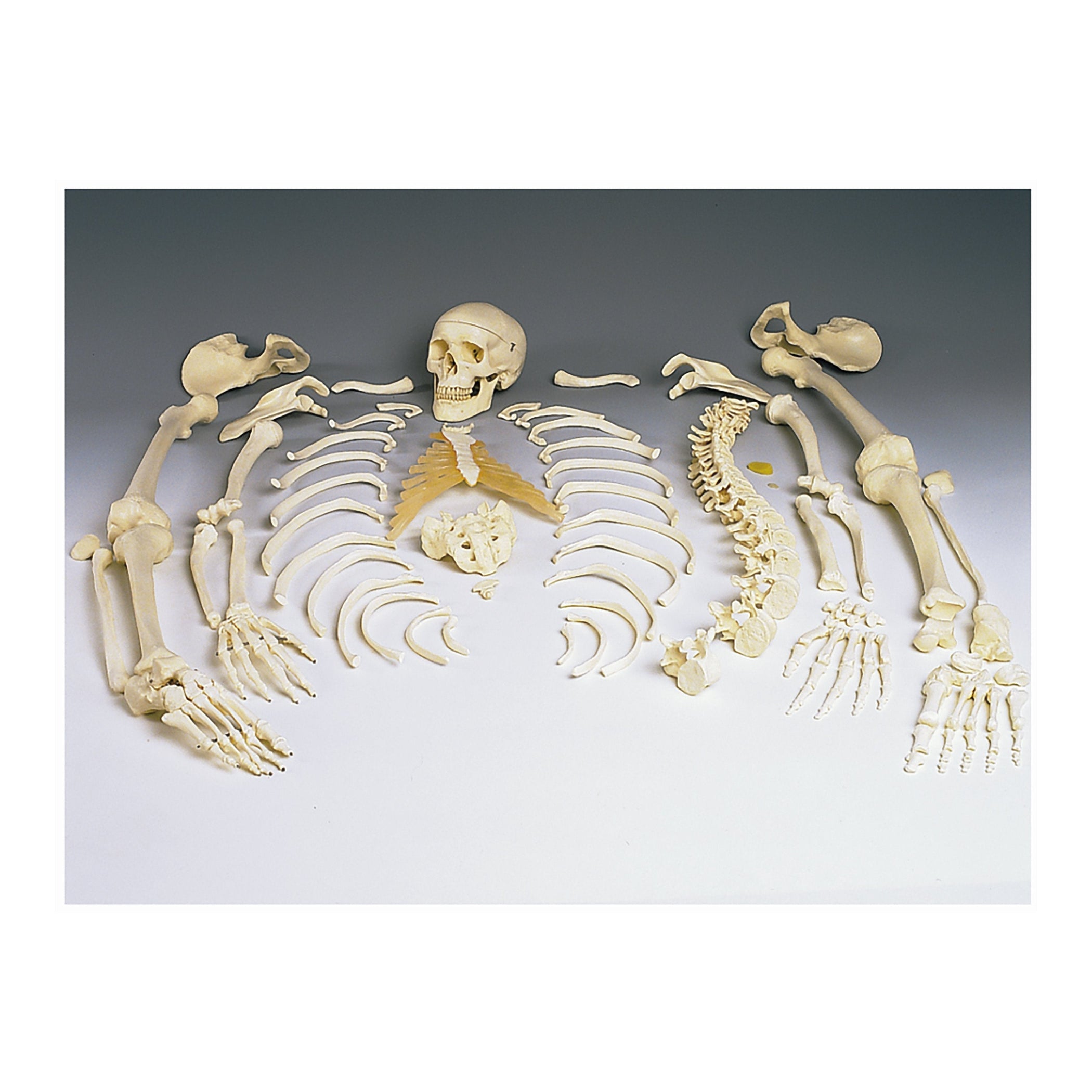 Replica Disarticulated Human Skeleton For Sale — Skulls Unlimited ...
