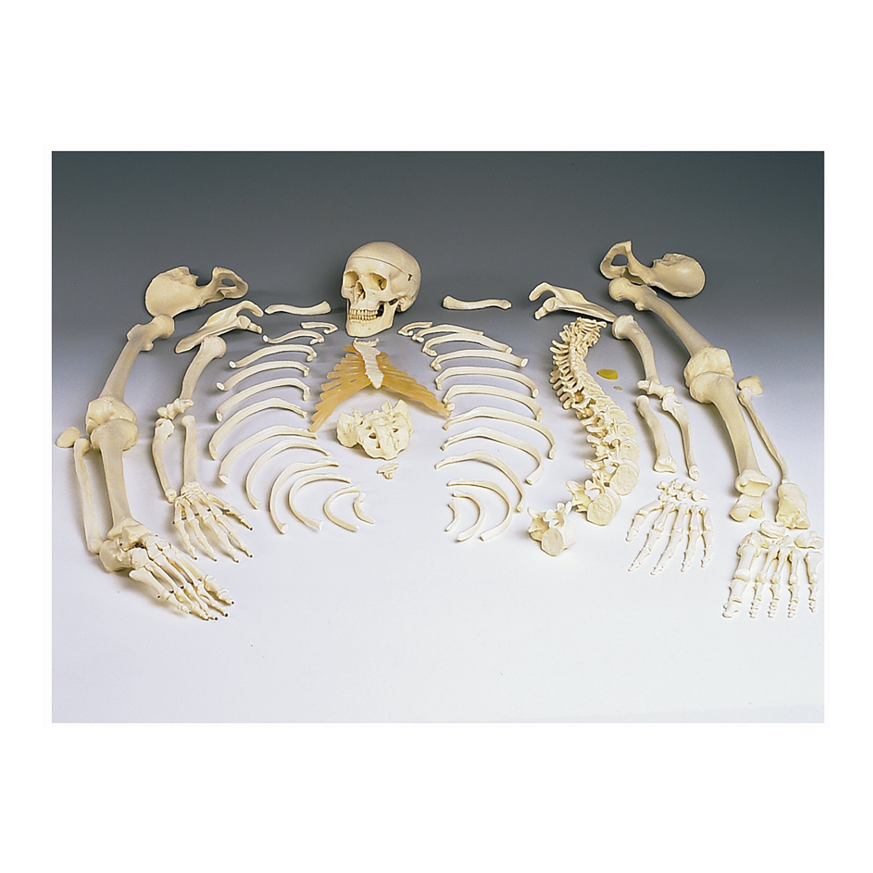 Replica Disarticulated Human Skeleton — Skulls Unlimited International ...