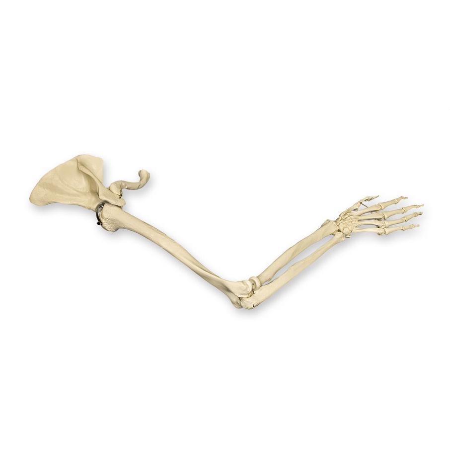 Replica Human Complete Arm — Skulls Unlimited International, Inc.