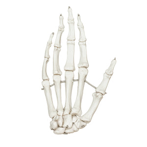 Replica Human Hand Articulated — Skulls Unlimited International, Inc.