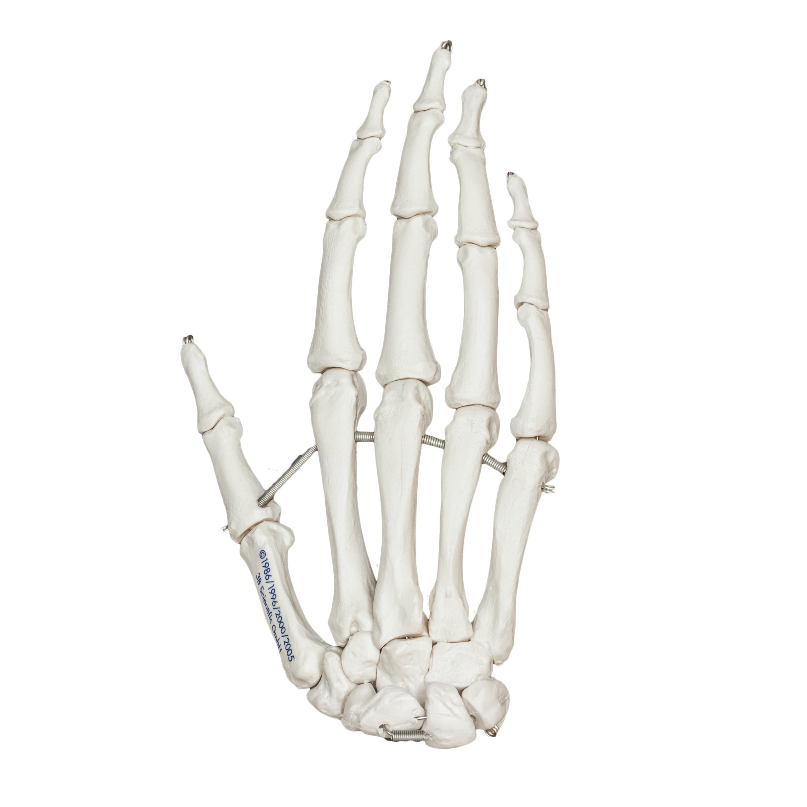 Replica Human Hand Articulated For Sale — Skulls Unlimited ...