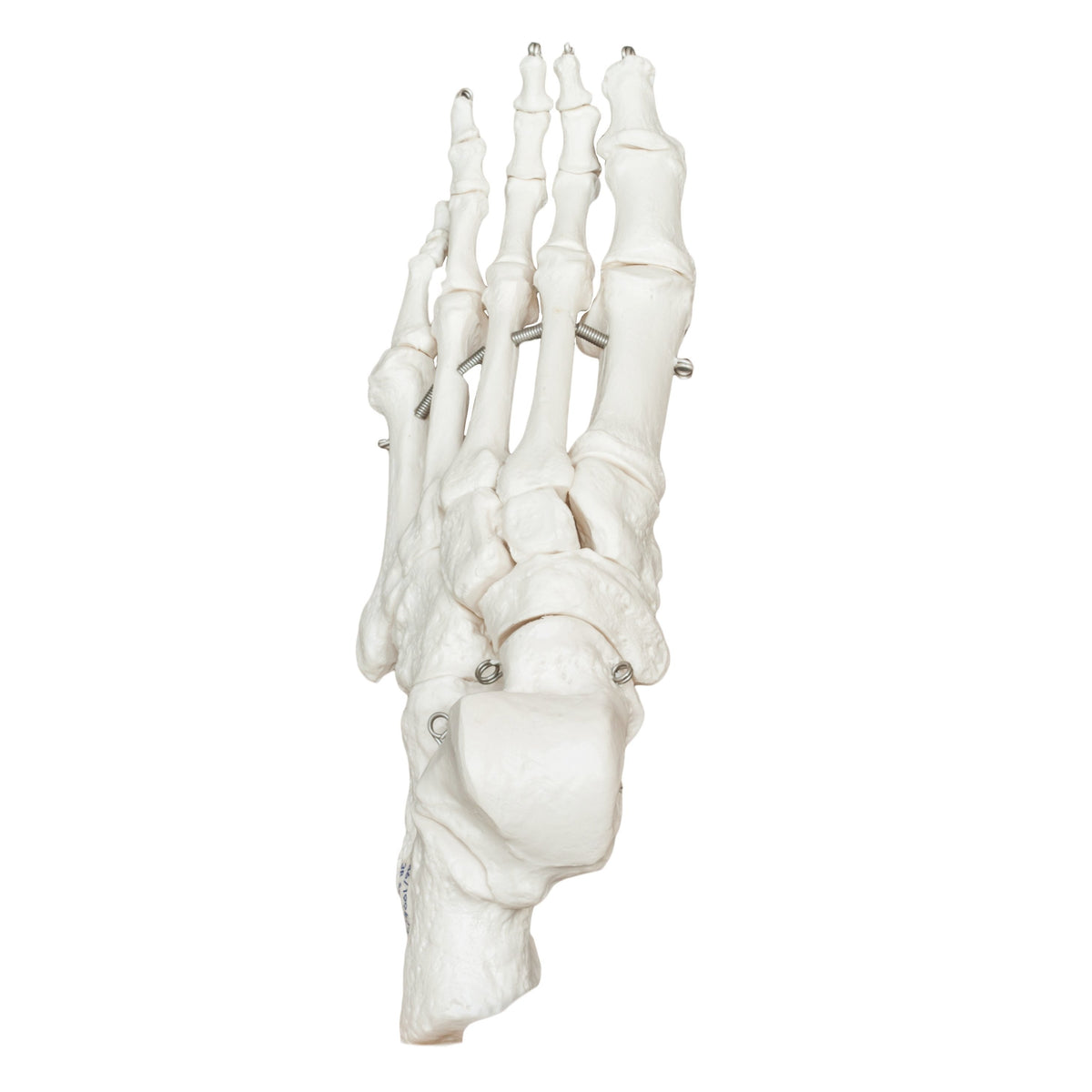 Replica Human Articulated Foot For Sale — Skulls Unlimited ...