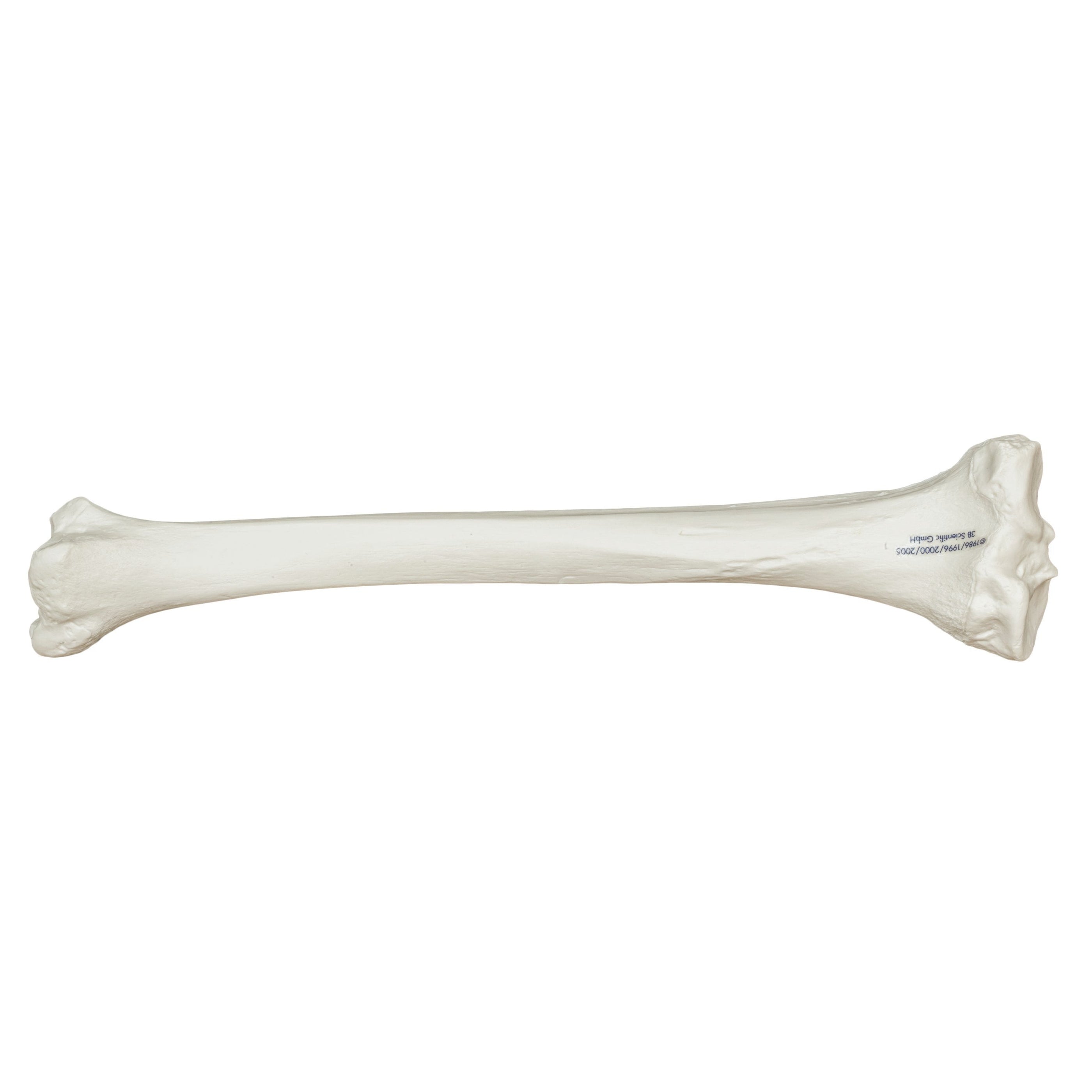 Replica Human Tibia — Skulls Unlimited International, Inc.