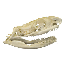 Real Non-Venomous Snake Skull For Sale — Skulls Unlimited International ...