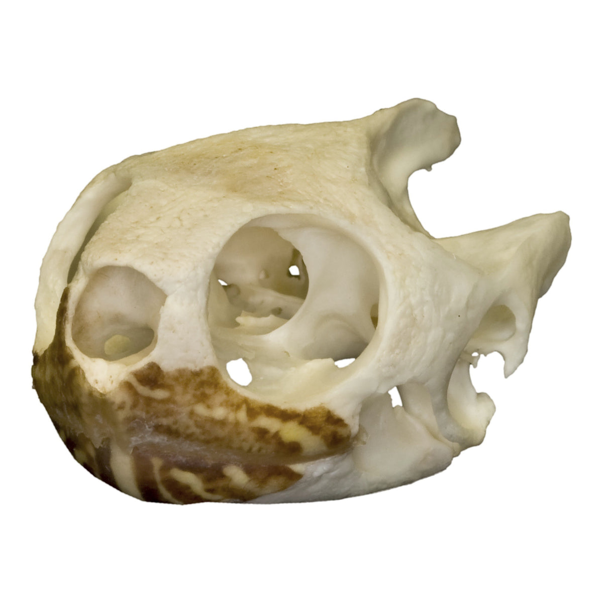 Real Pond Turtle Skull — Skulls Unlimited International, Inc.