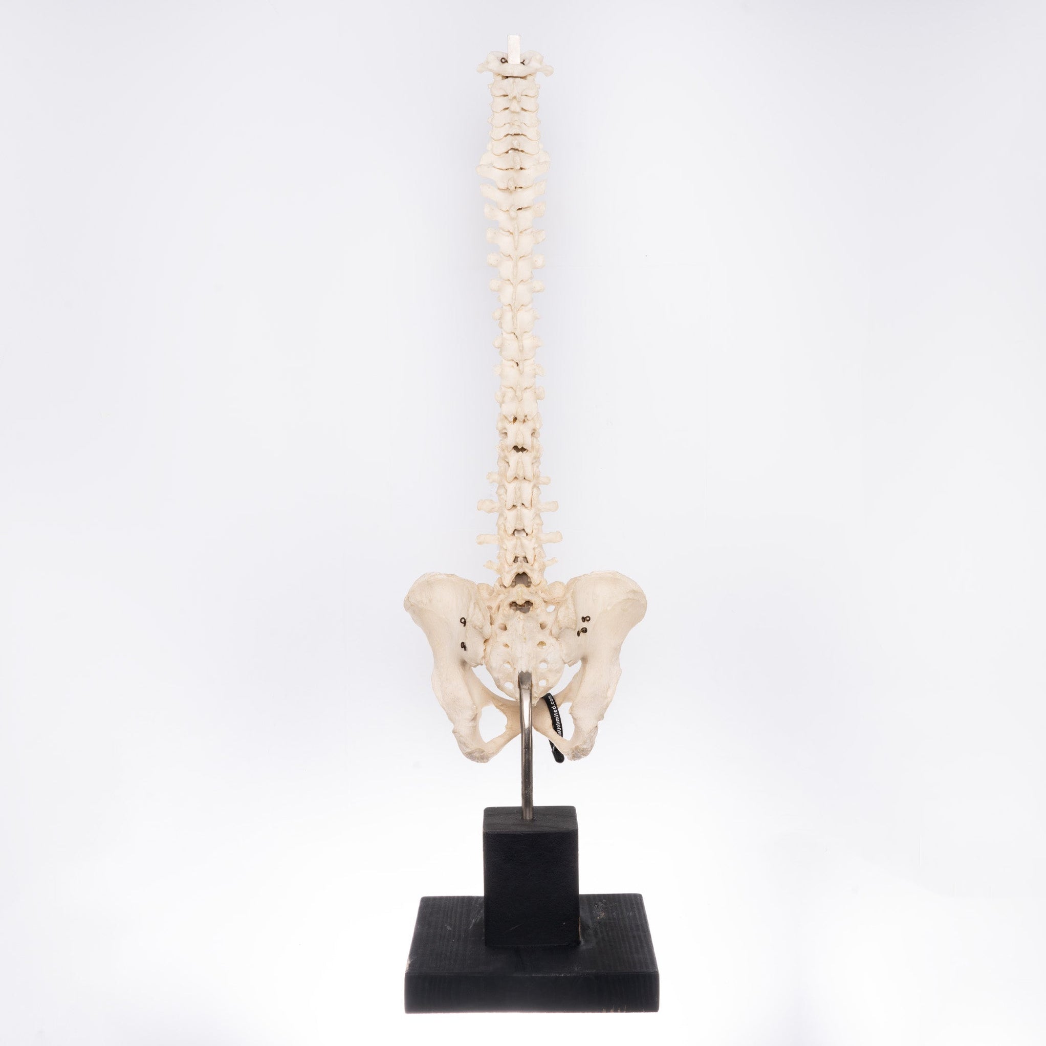 Real Human Spine On Stand — Skulls Unlimited International, Inc.