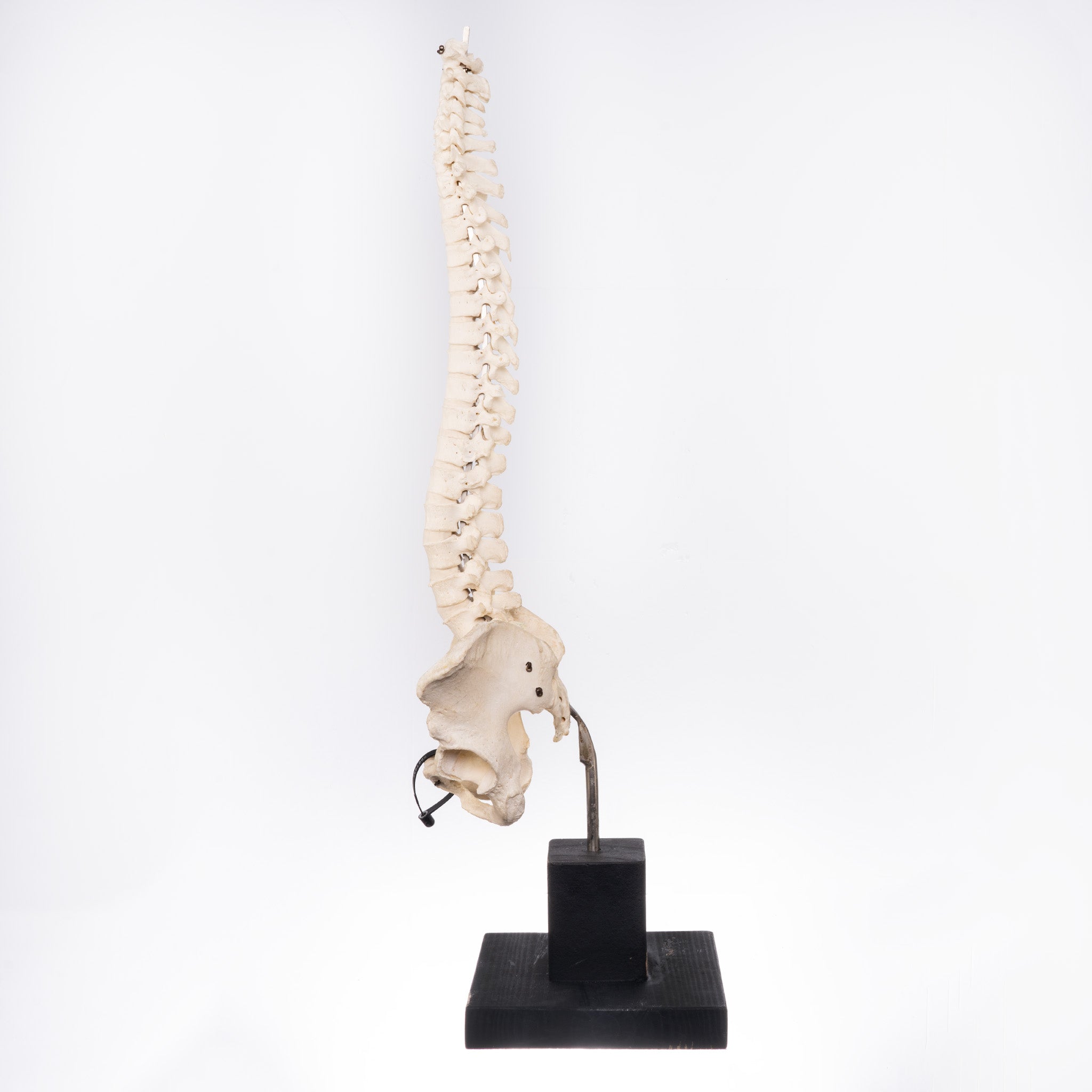 Bipedalism Spine