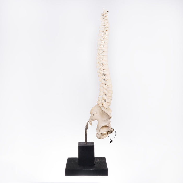 Real Human Spine On Stand — Skulls Unlimited International, Inc.