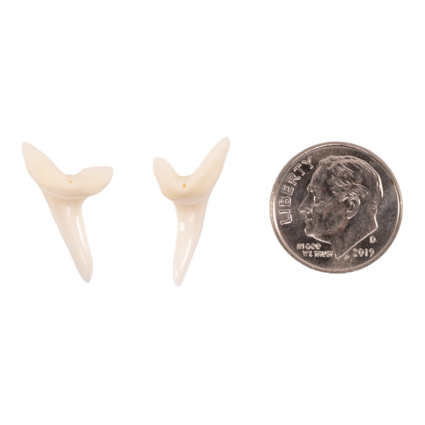 Real Shark Tooth Pair For Sale — Skulls Unlimited International, Inc.