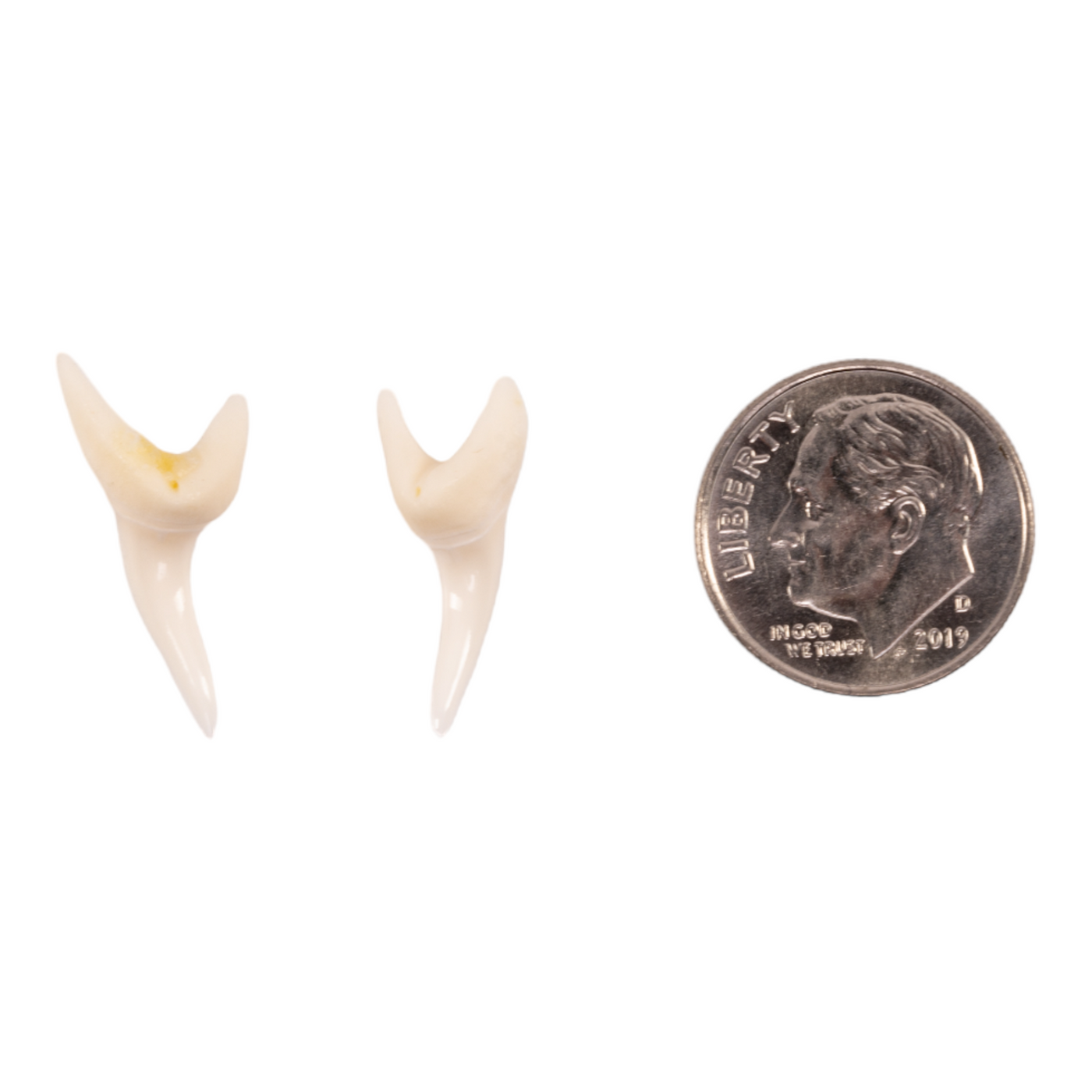 Real Shark Tooth Pair For Sale — Skulls Unlimited International, Inc.