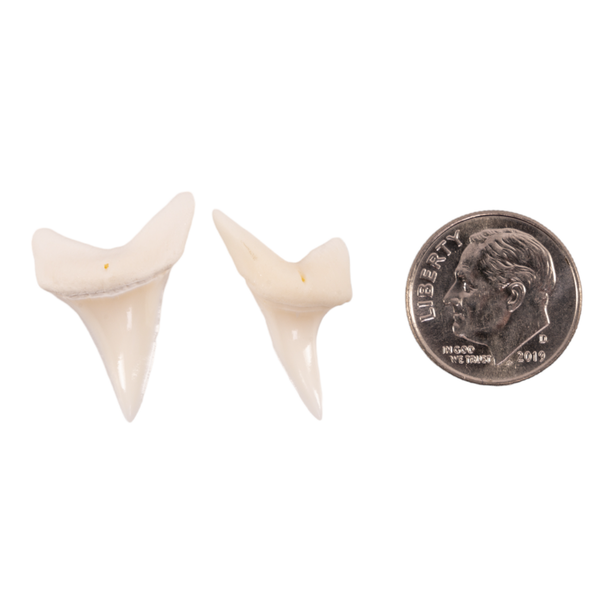 Real Shark Tooth Pair For Sale — Skulls Unlimited International, Inc.