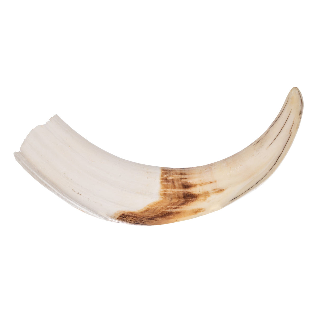 Real Warthog Tusk For Sale — Skulls Unlimited International, Inc.