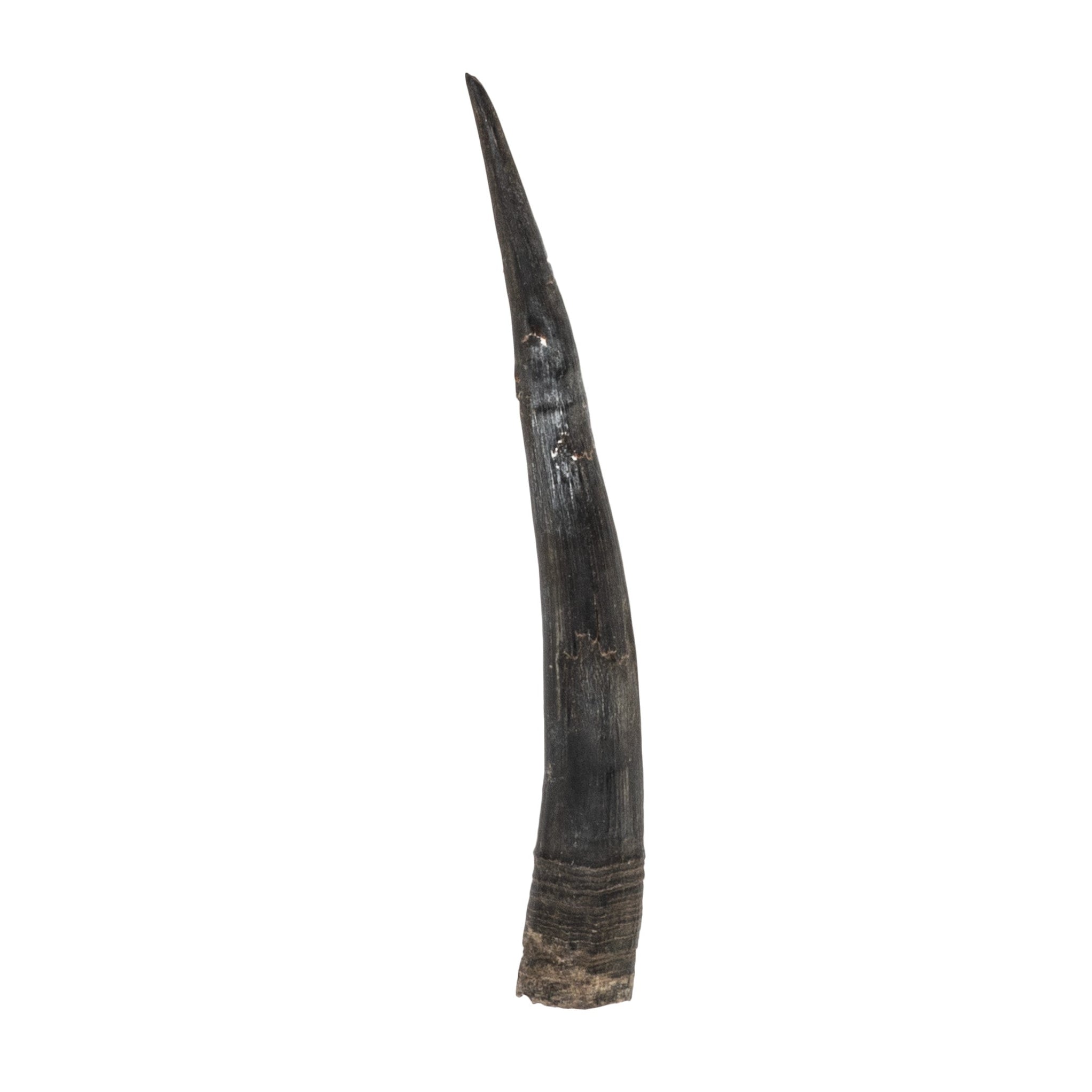 Real Steenbok Horn For Sale — Skulls Unlimited International, Inc.