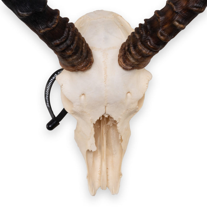 Impala Skull