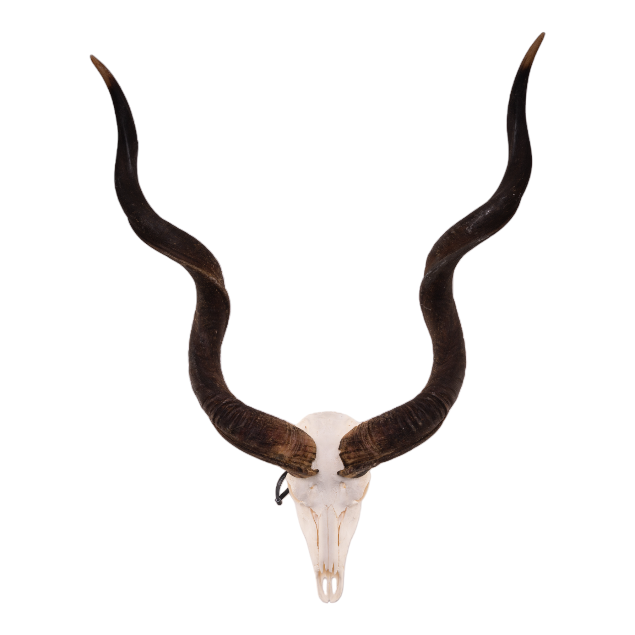 Kudu European Mount