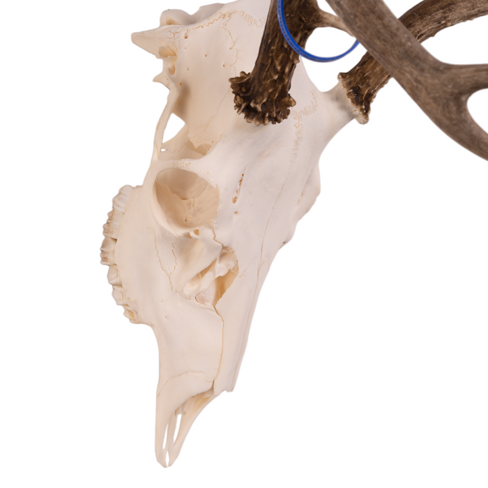 Whitetail Deer Skull Anatomy