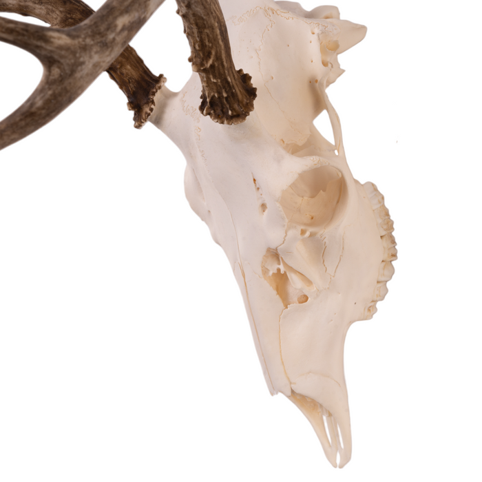 Whitetail Deer Skull Anatomy