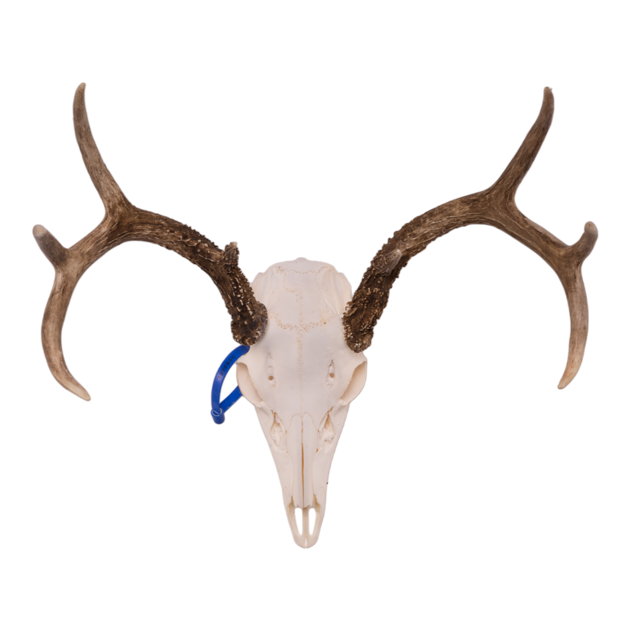 Deer Antlers Skull