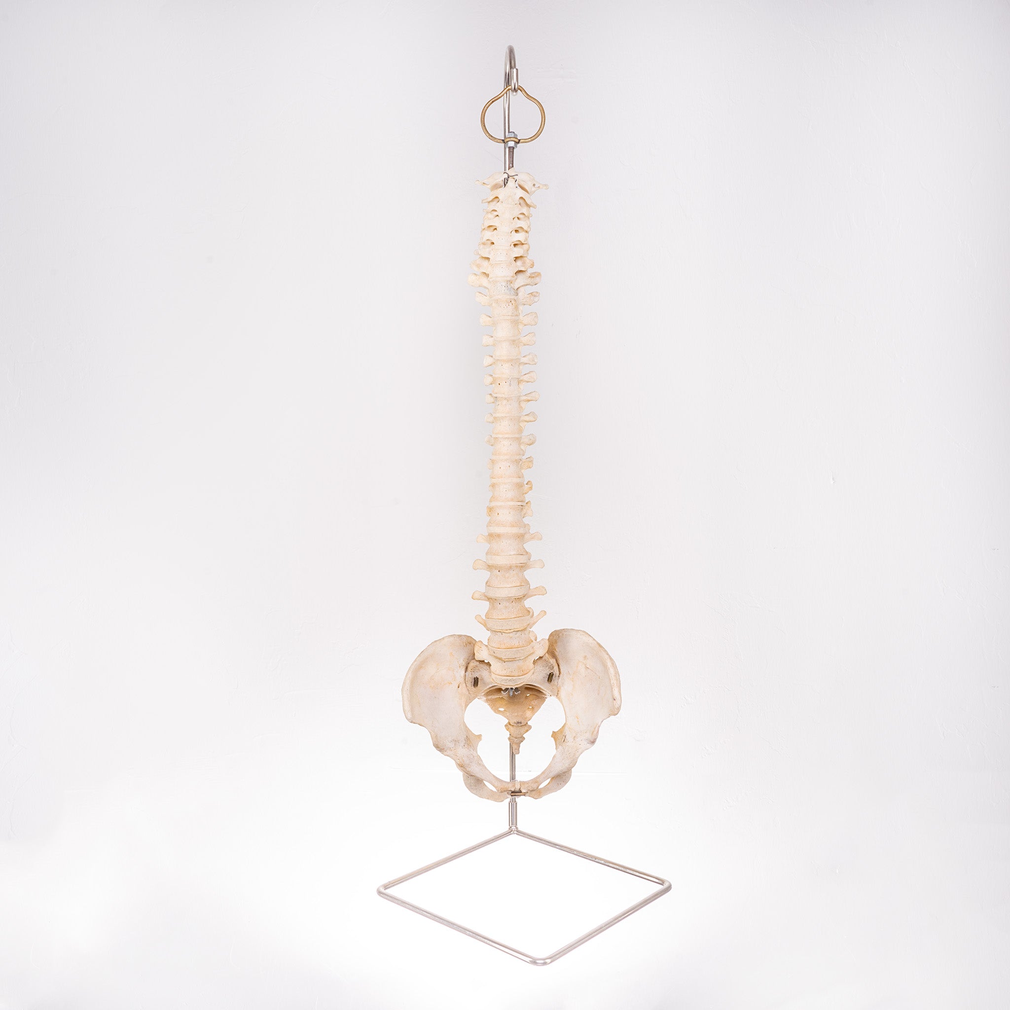 Real Human Vertebrae