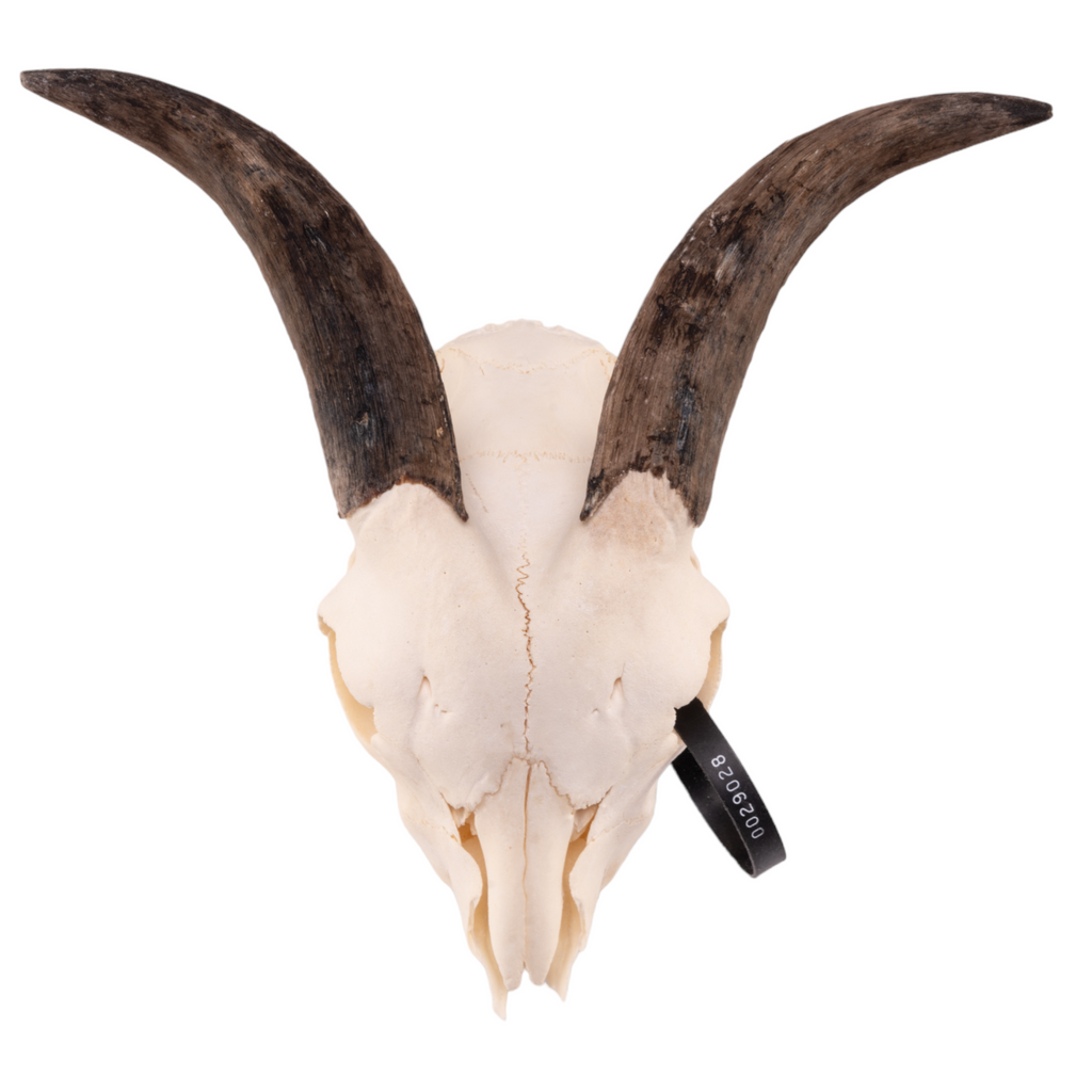 4 Horned Goat Skull
