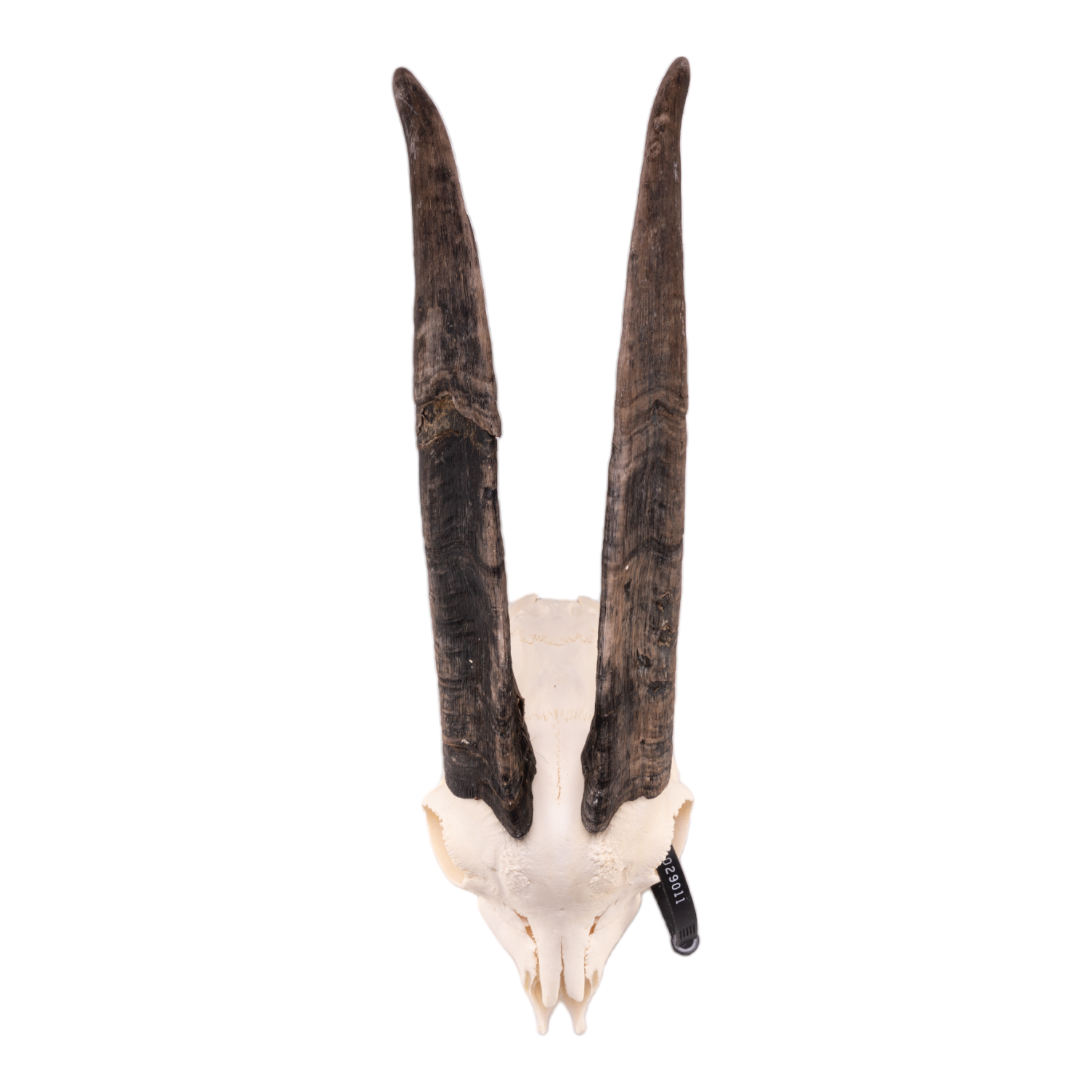 Real Skull 34