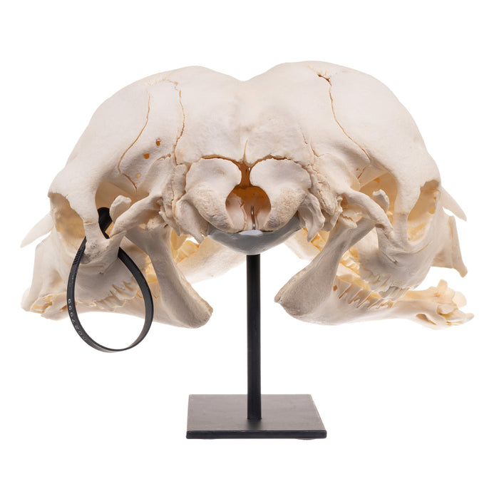 Two Headed Cow Skull