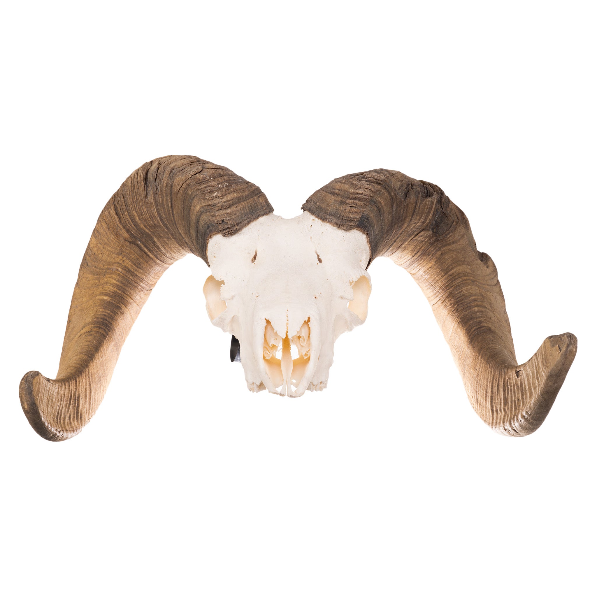 Bighorn Ram Skull