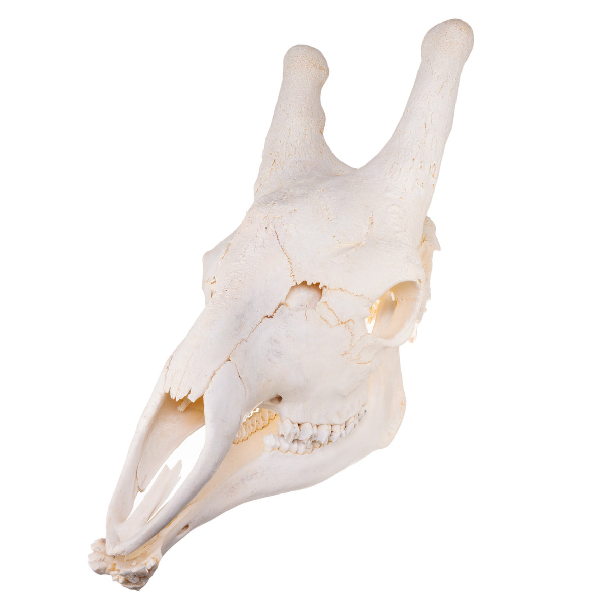 Real Male Giraffe Skull For Sale — Skulls Unlimited International, Inc.
