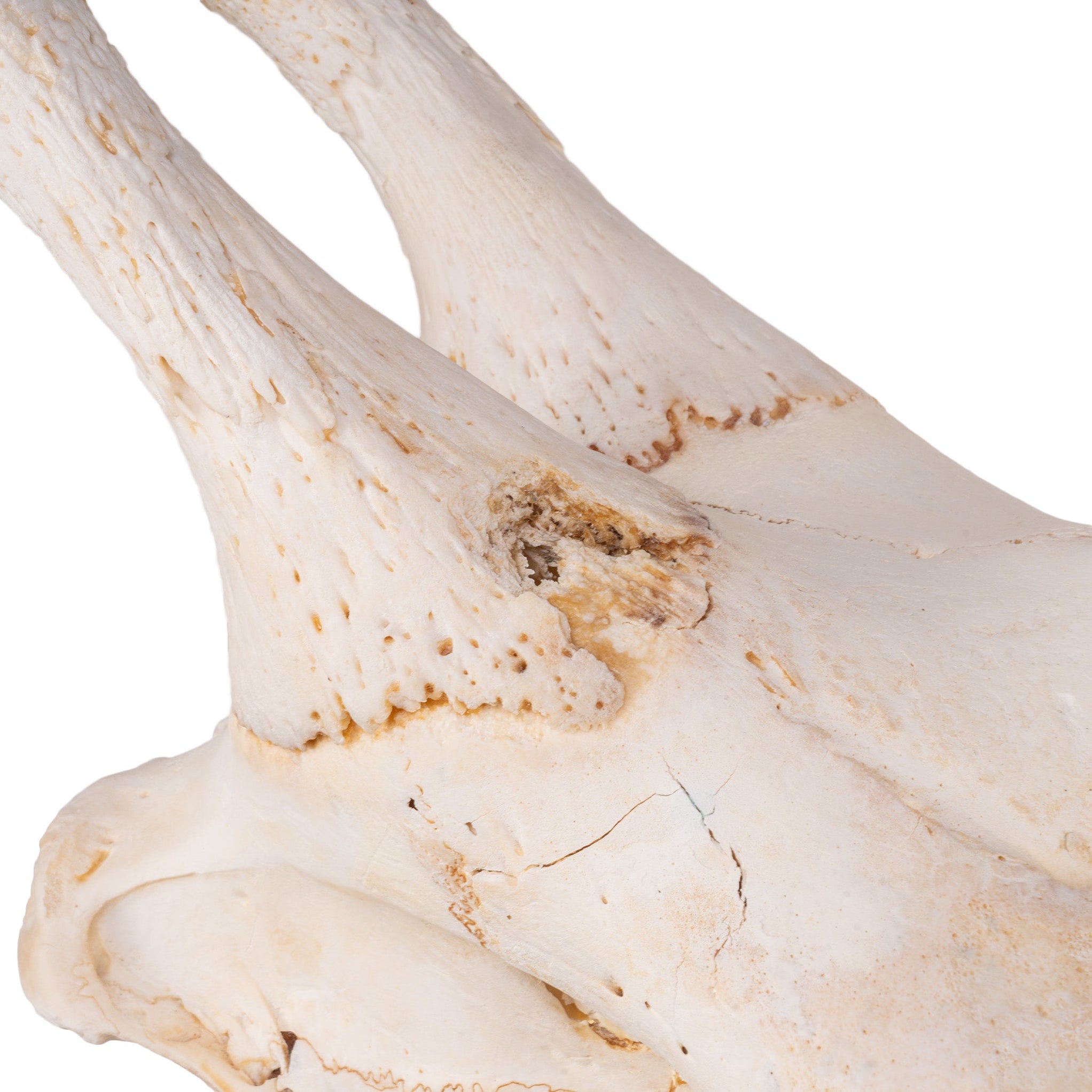 Real Southern Giraffe Skull - Male, No Mandible — Skulls Unlimited ...
