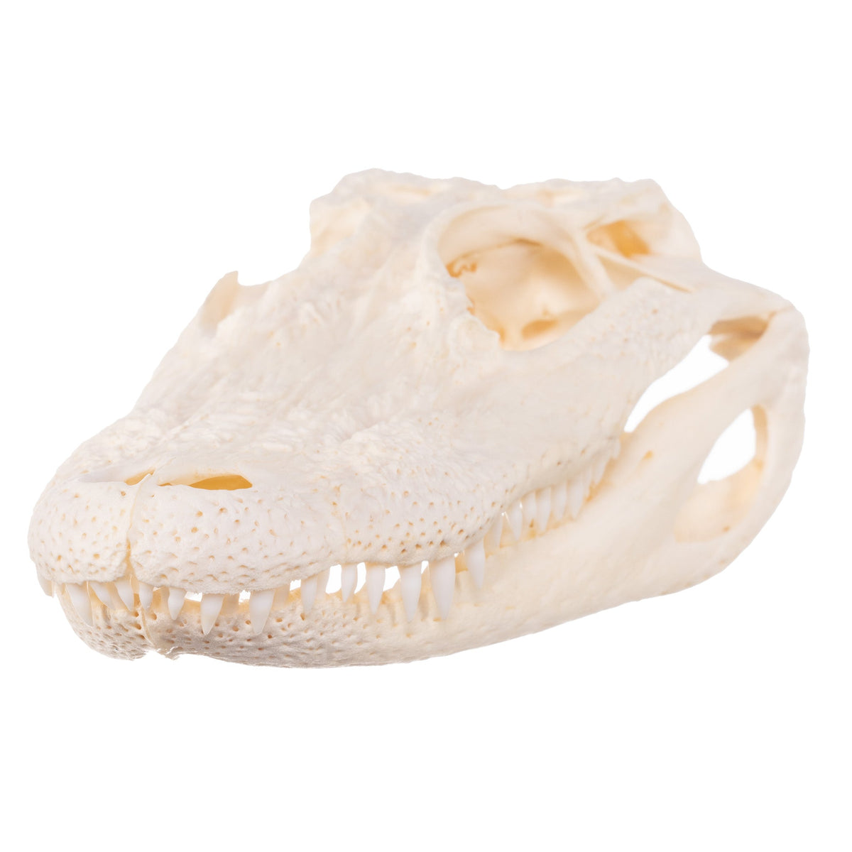Real Alligator Skull (6-9") For Sale — Skulls Unlimited International, Inc.