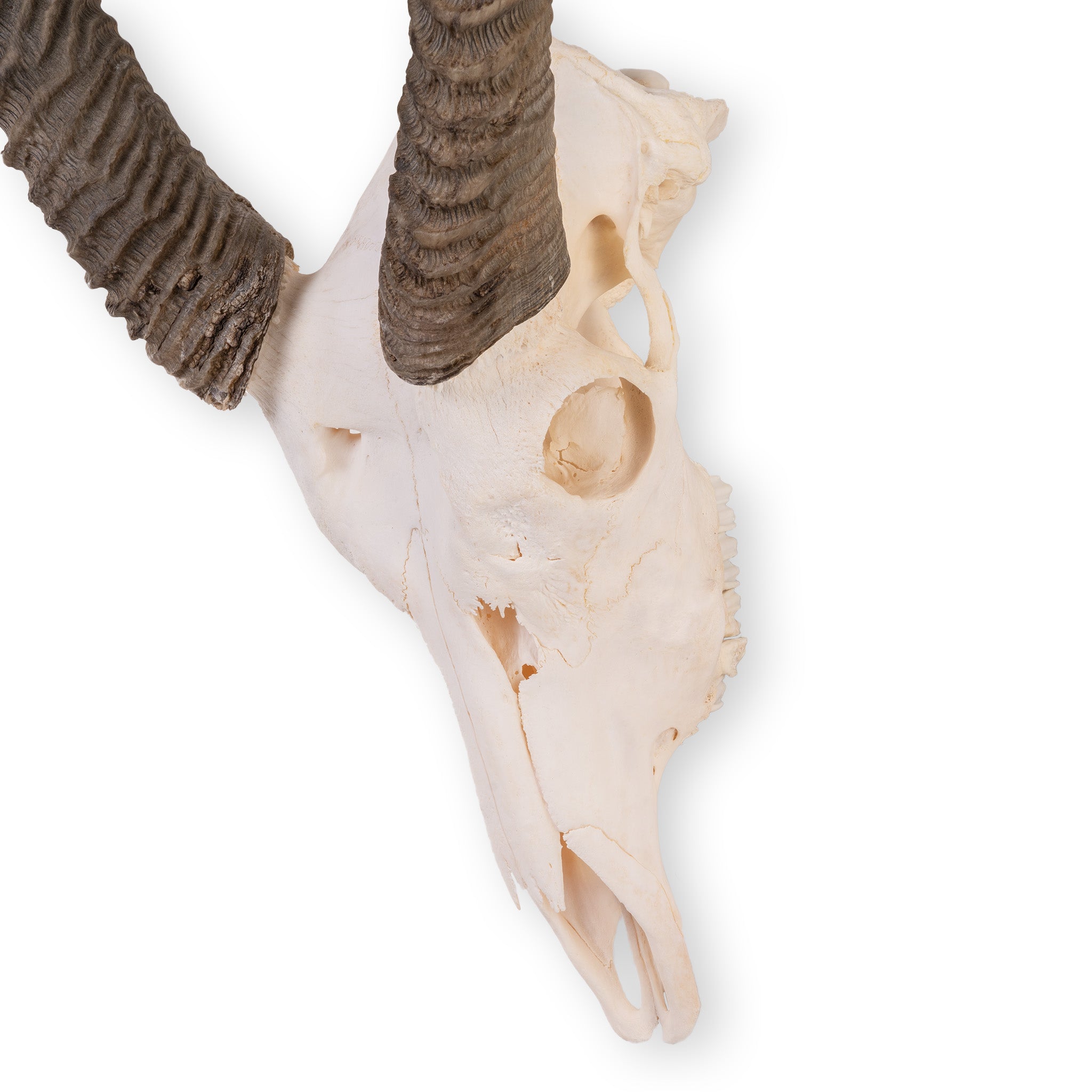 Antelope Skull Side View