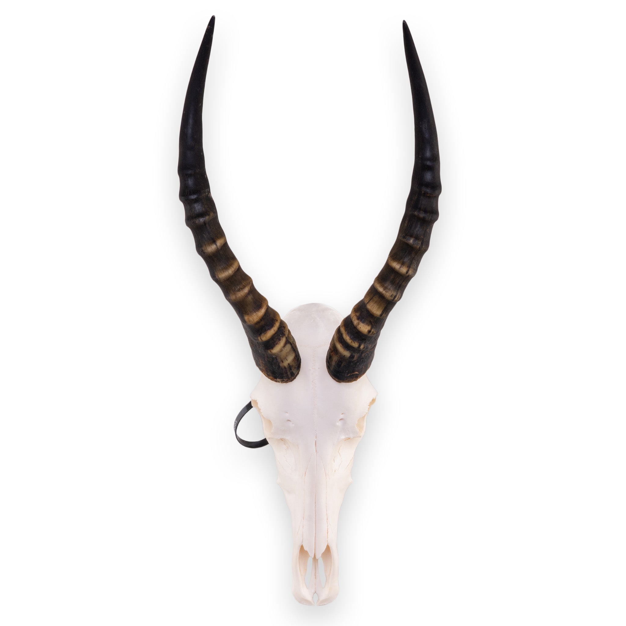 Blesbok Skull