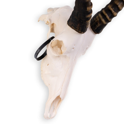 Blesbok Skull