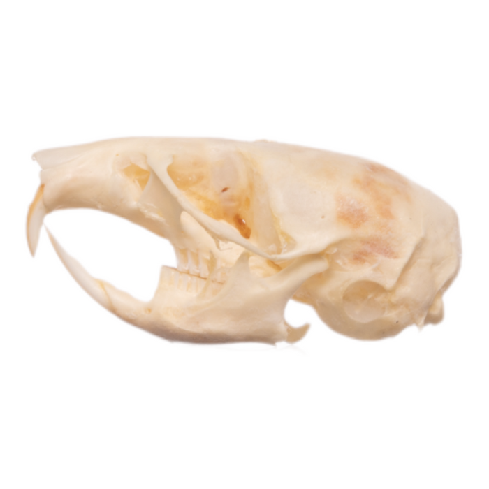 Meadow Vole Skull